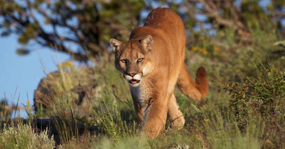 Descubren caza y faenamiento ilegal de un puma en sector cordillerano ...