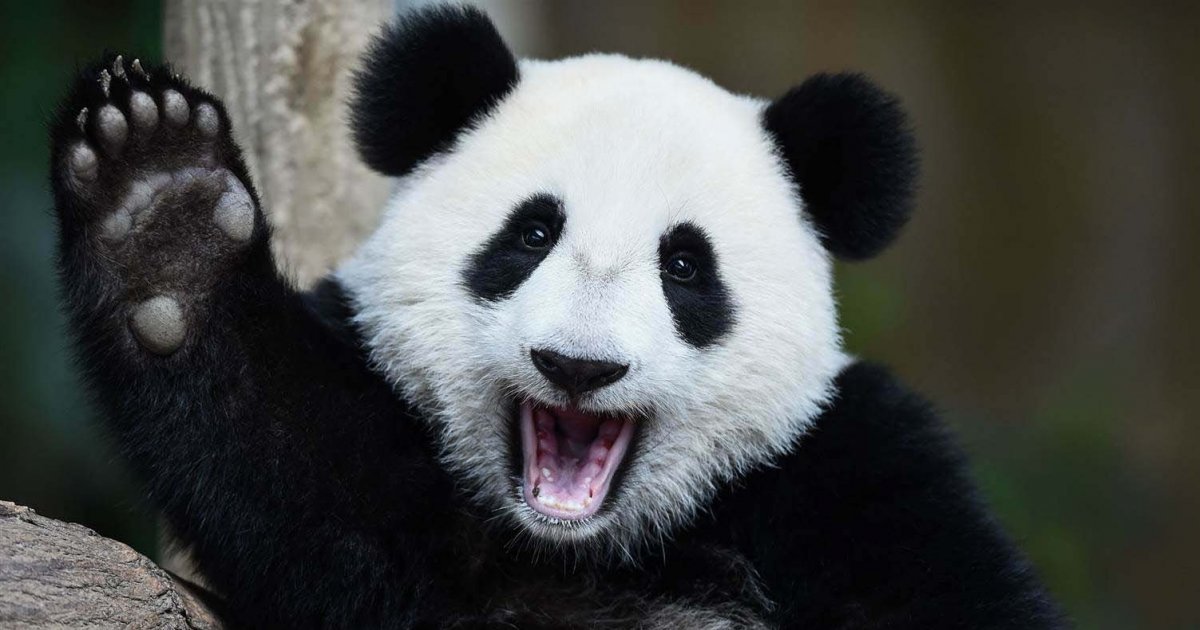 China confirma que panda gigante dejó de estar en peligro de extinción ...